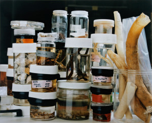 Zoology: Smithsonian Collections