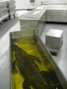 Zoology: Smithsonian Collections