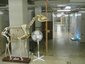 Zoology: Smithsonian Collections