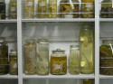 Zoology: Smithsonian Collections