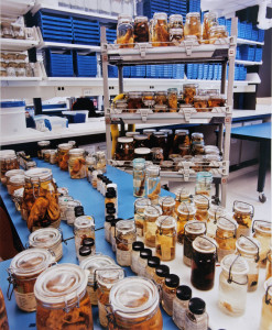 Zoology: Smithsonian Collections